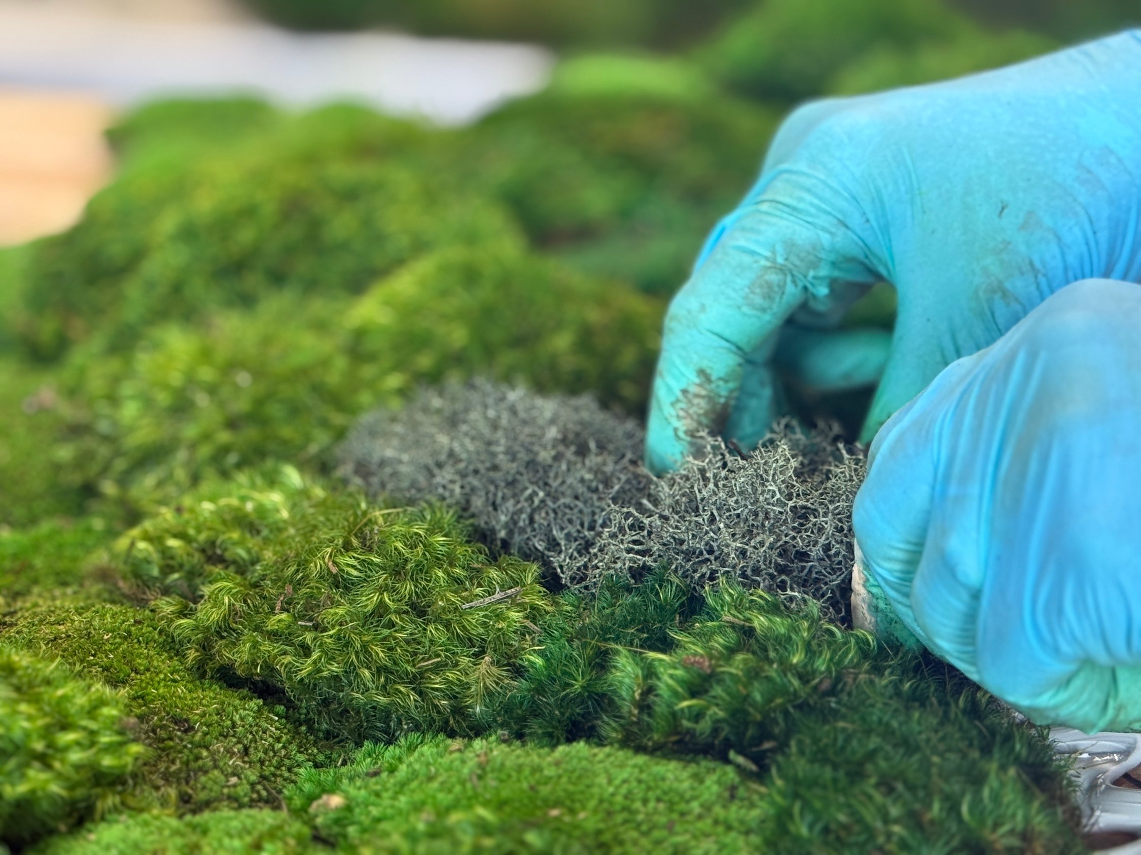 The Ultimate Guide to Preserved Moss Wall Maintenance